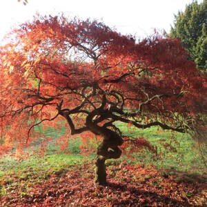Japanese Thunder Red Maple acer Palmatum I. Fast Growing Year Round ...