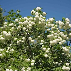 Chinese Snowball 40 + Seeds {viburnum Ichangense} Fast Growing Ornate ...