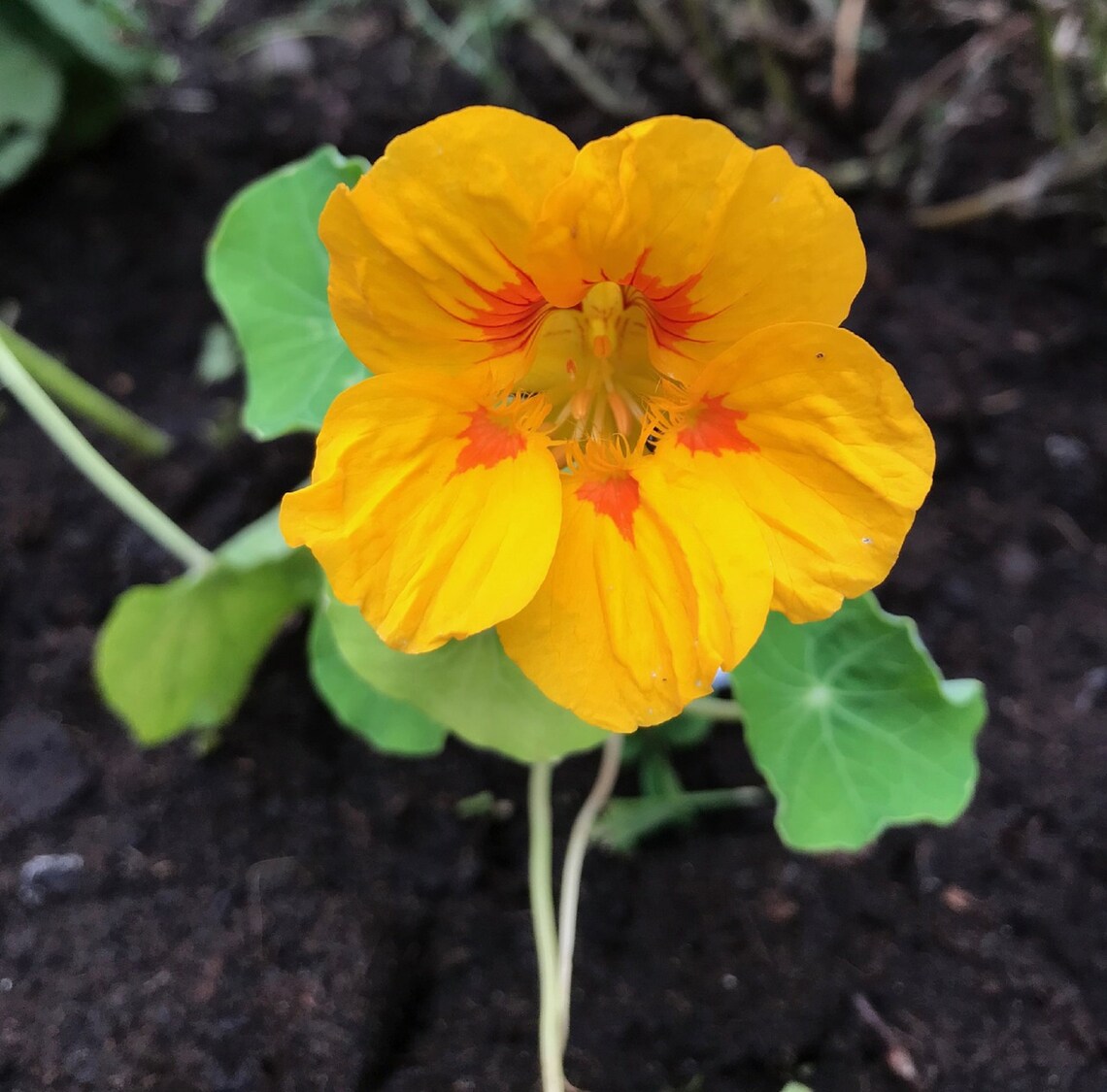 25 Nasturtium Seeds mix Rock Cress Climbing Edible Flowers - Etsy