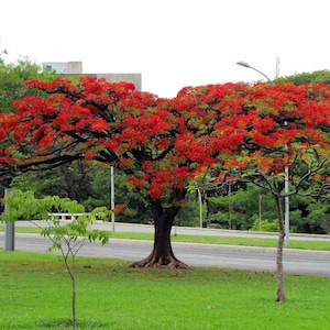 Red Flame Tree {delonix Regia} Hardy Ornamental | Showy Blooms | Bonsai ...