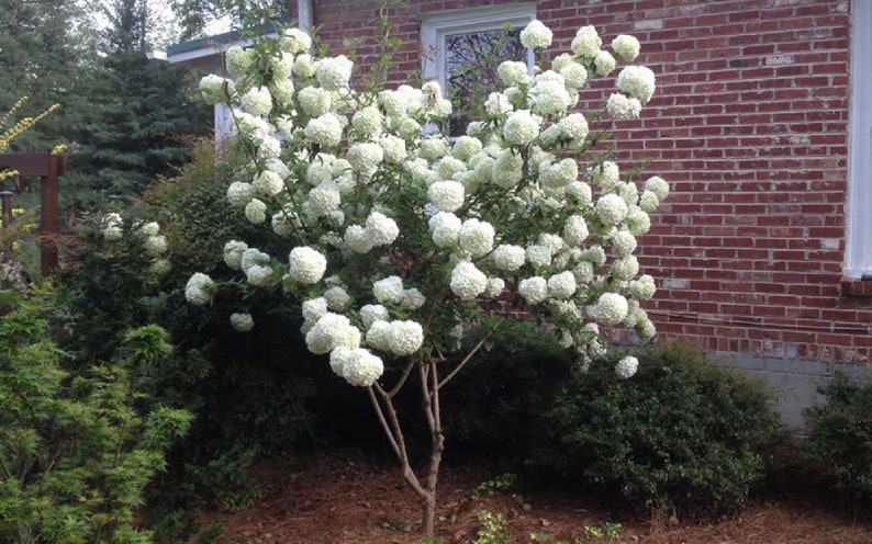 Chinese Snowball 40 + Seeds {viburnum Ichangense} Fast Growing Ornate ...
