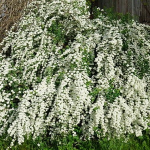 Bridalveil genista Monosperma Showy Ornamental Shrub Cutting Favorite ...