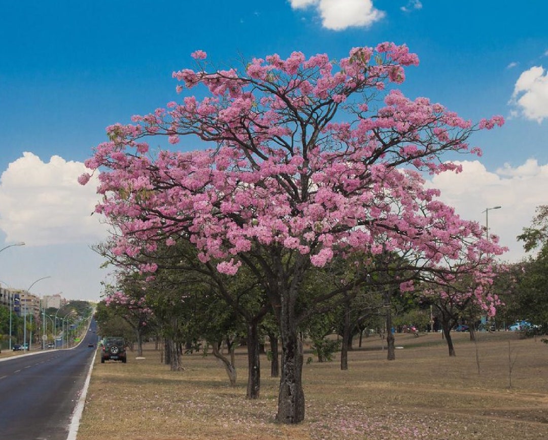 Pink Trumpet Tree {tabebula Rosea} Showy Ornamental | Fragrant | Bonsai ...