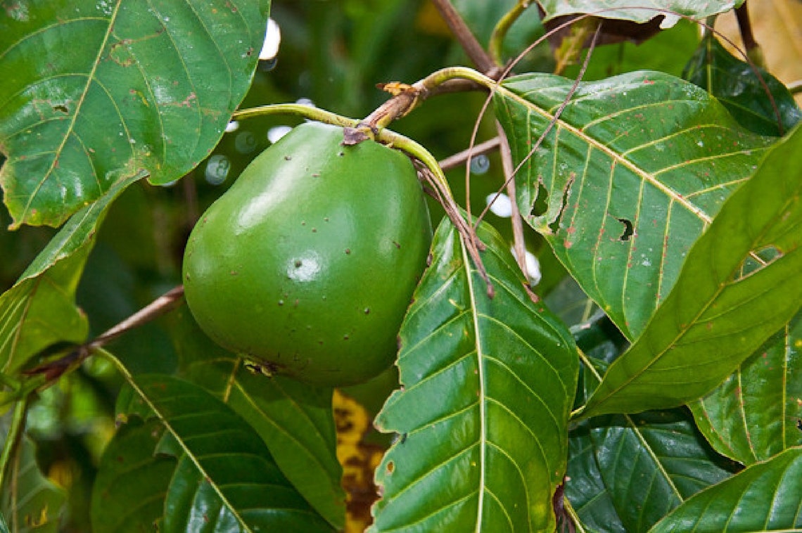 Borojo Fruit Tree {albertia Patinoi} Organic | Evergreen | Tasty Fruits ...