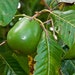 Borojo Fruit Tree {albertia Patinoi} Organic | Evergreen | Tasty Fruits ...