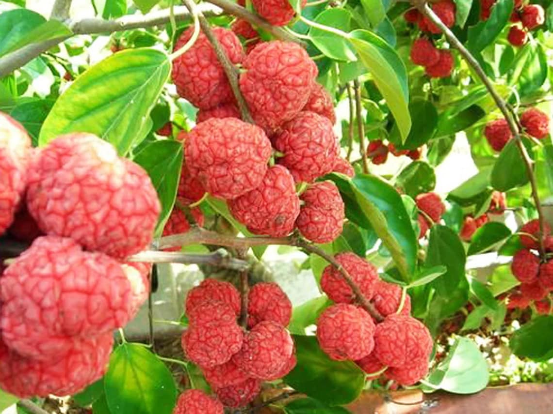 Mandarin Melon Berry Tree Organic {maclura T.} Edible Superfood ...