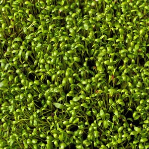 1000+ Curled Garden Cress Seeds | NON-GMO Heirloom Seeds, Microgreen ...