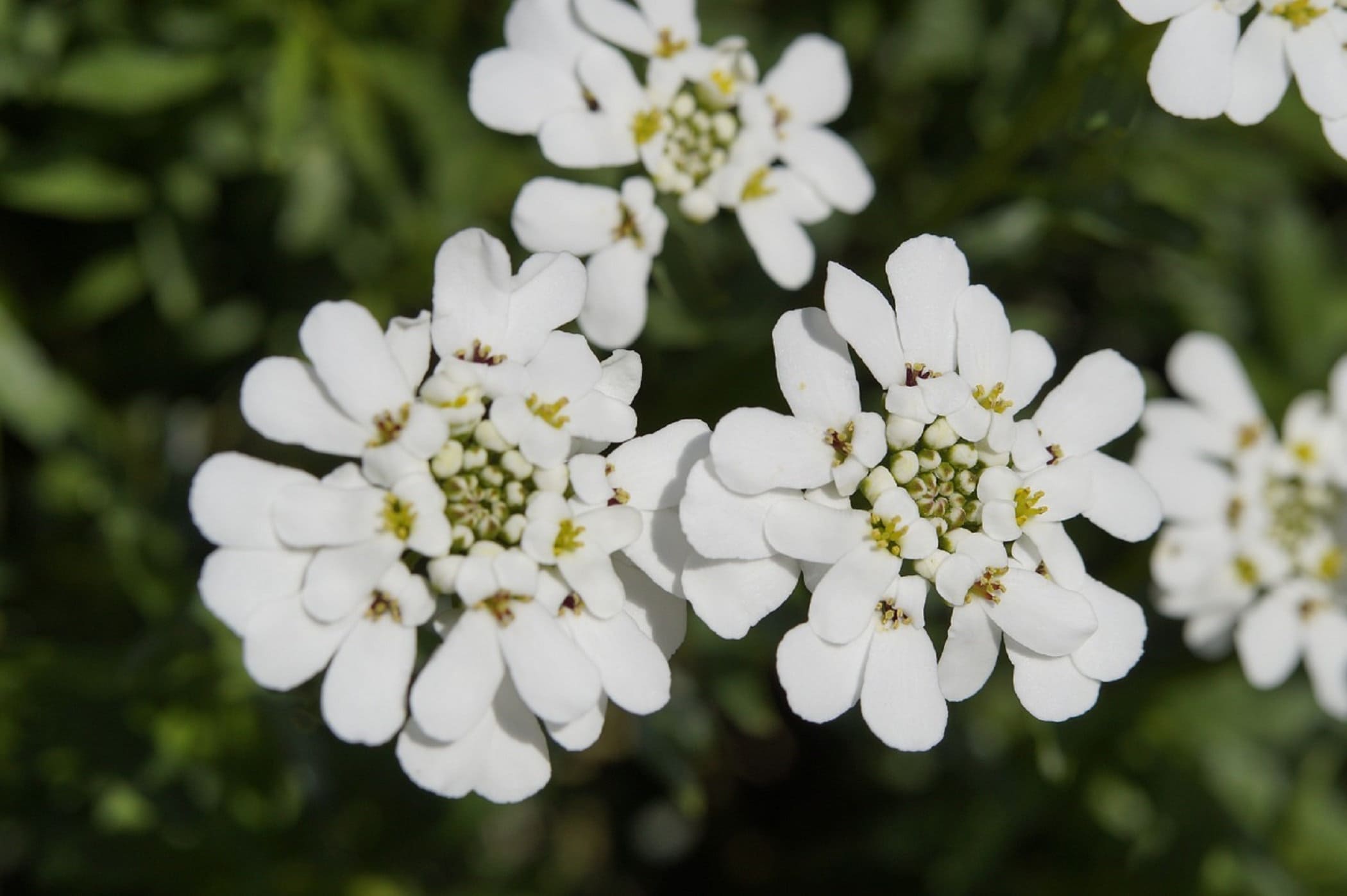 250+ Empress White Candytuft Rocket Flower Seeds (iberis Amara), Medicinal Plant - Etsy