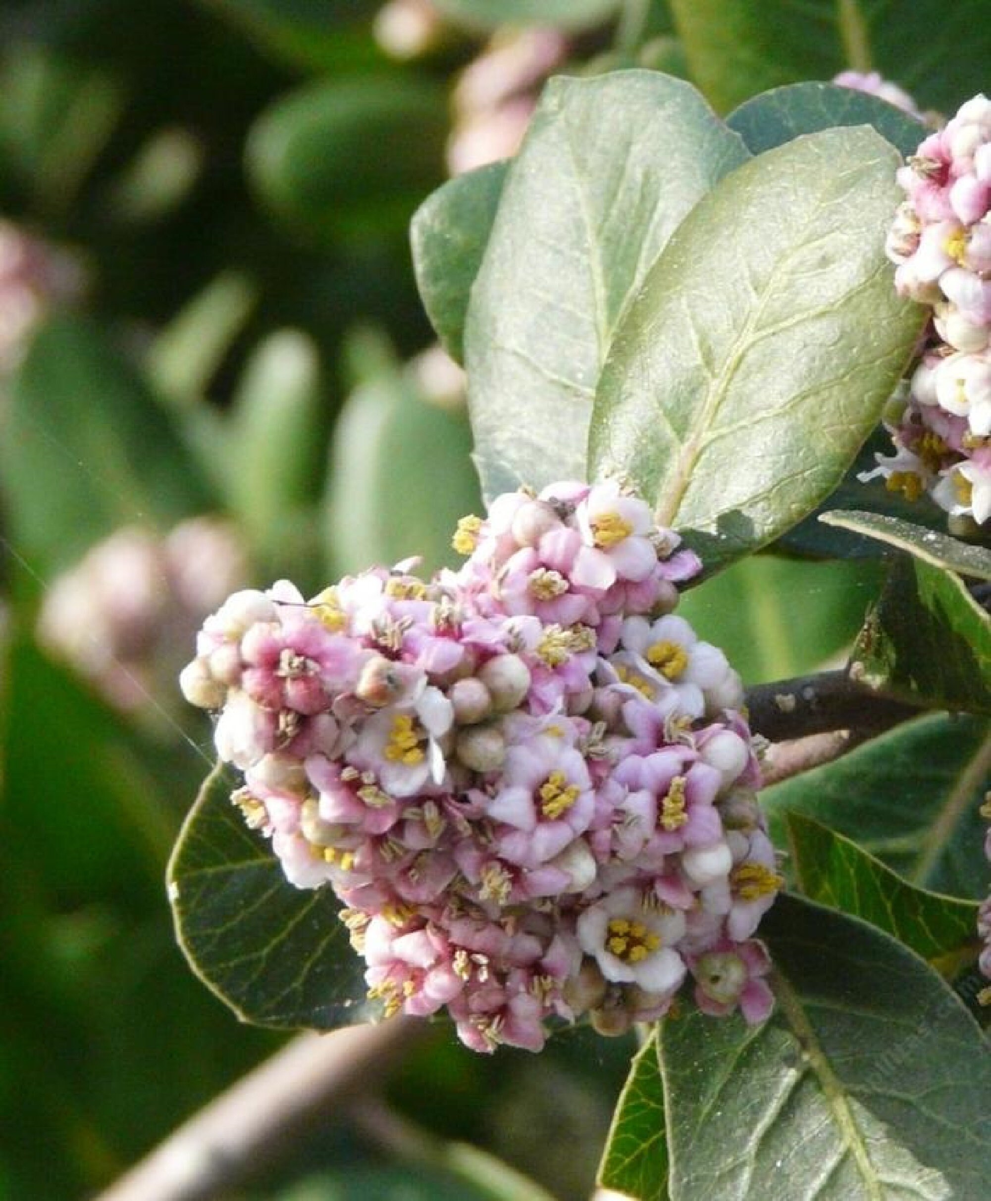 Lemonade Berry {rhus Integrifolia} High Yield | Edible | Evergreen ...