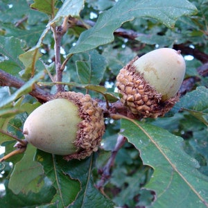 Blue Oak {quercus Macrocarpa} Bonsai Beauty | Deciduous Beauty | Fast ...