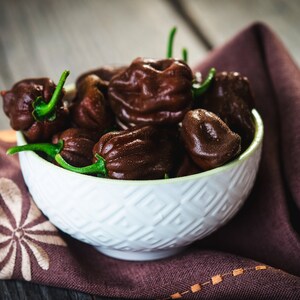 Chocolate Habanero {capsicum Chinense} Culinary Select! Heirloom| NON ...