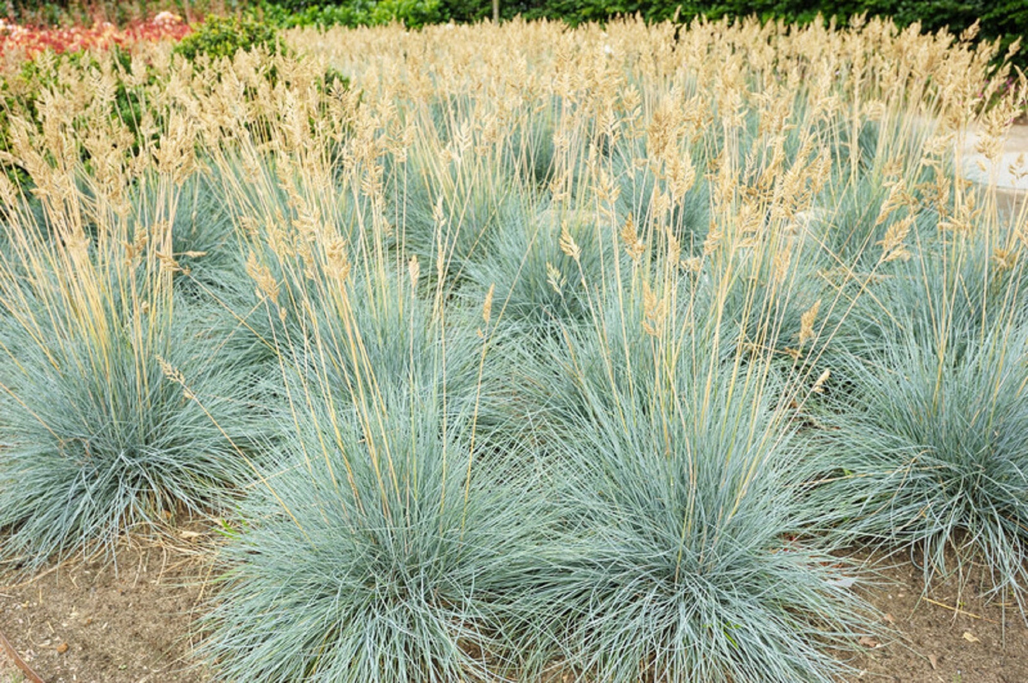 Más de 100 semillas de hierba festuca azul Festuca Cinerea Glauca ...