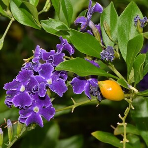 Sky Flower {duranta Repens} Tropical Ornate Shrub | Vibrant Blue ...