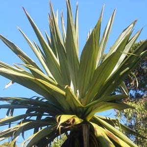 Blue Dracaena {cordyline Indivisa (australis)-hort} Tropical Houseplant ...