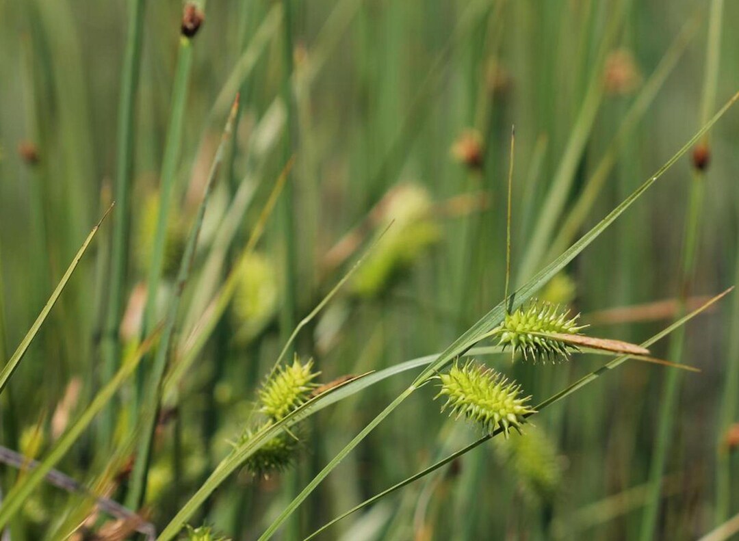 Bottlebrush Sedge {carex Hystericina} Ornamental Grass | Wetland Plus ...