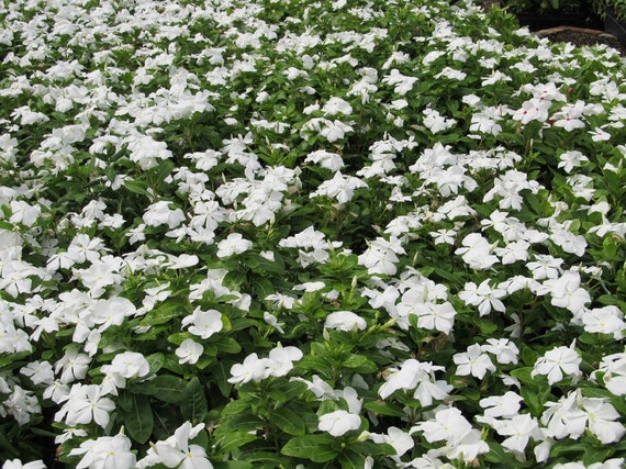 White Periwinkle Plant 100+ Dwarf White Periwinkle Seeds (vinca Rosea
