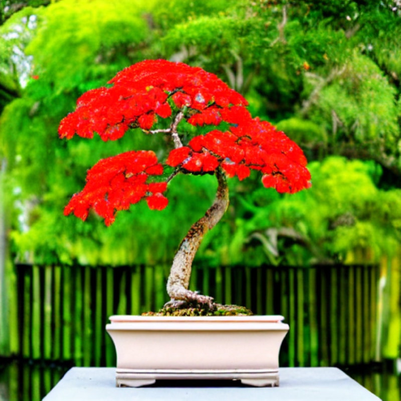Red Maple Bonsai Live Tree - Etsy