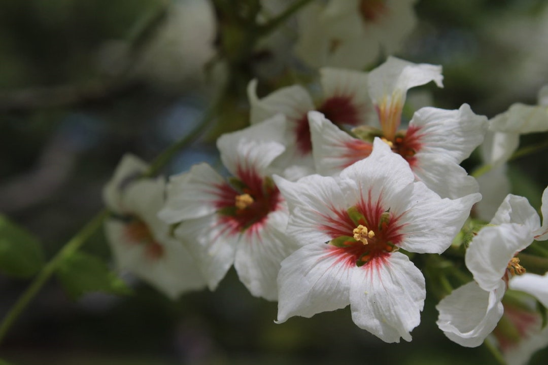 Yellowhorn Fruiting Shrub {xanthoceras Sorbifolium Northern} Exotic ...
