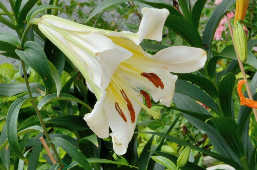 Royal Lily {lilium Regale} AGM Winner | Huge Showy Blooms | Cutting ...
