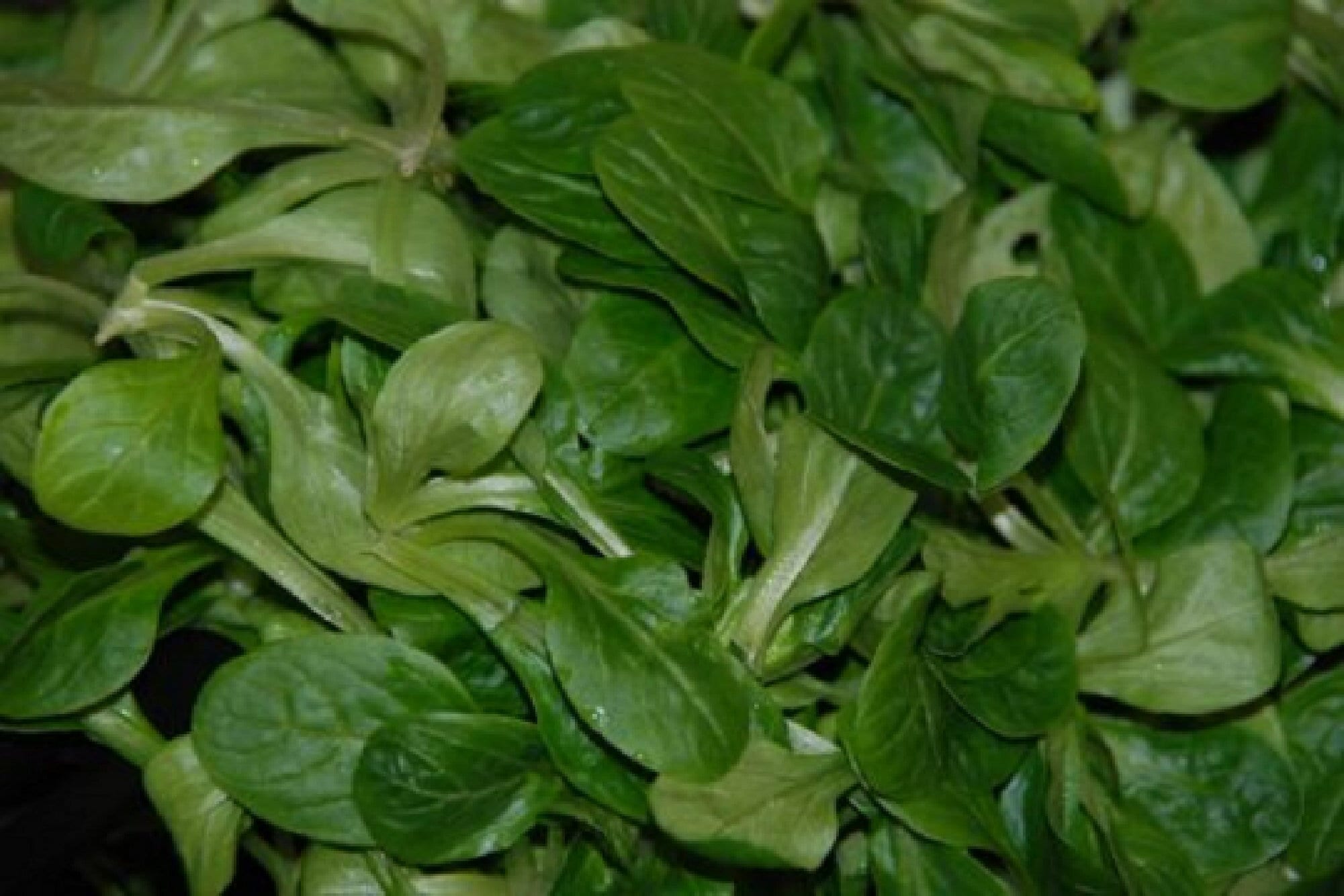 African Cabbage 1100 Seeds A.K.A Ethiopian Cabbage Greens cleome ...