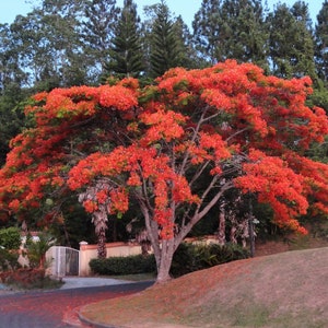 Red Flame Tree {delonix Regia} Hardy Ornamental | Showy Blooms | Bonsai ...