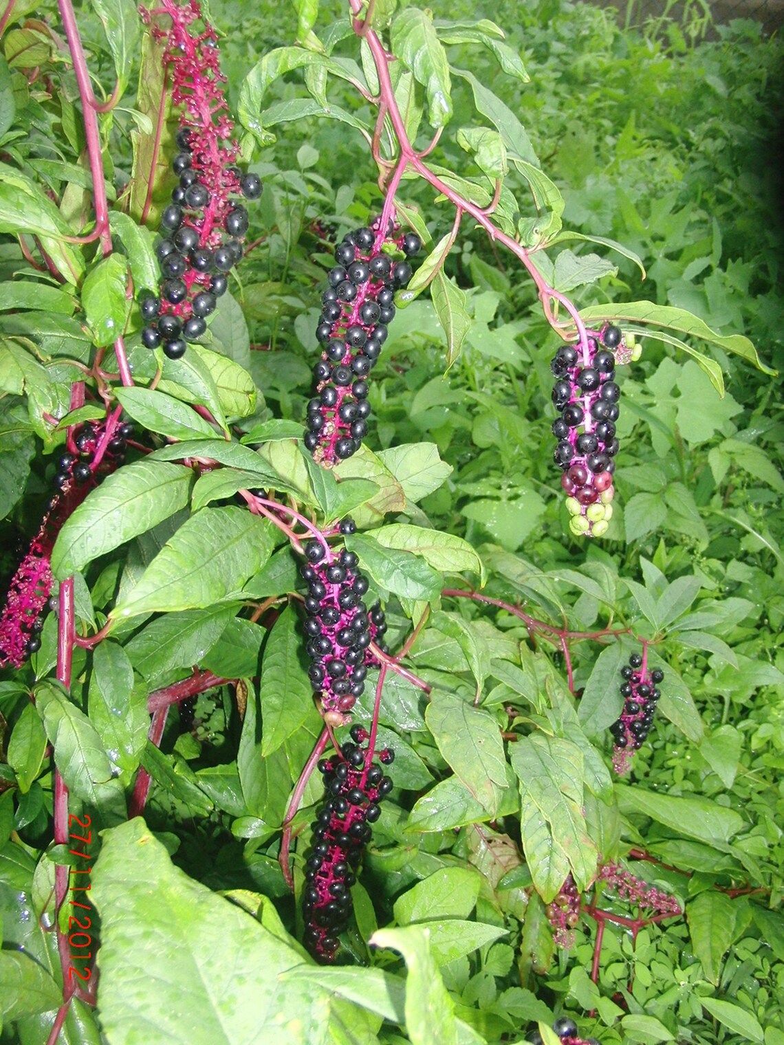 American Pokeberry {thytolacca Americana} Fast Growing | Valuable Crop ...