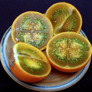 Lulo Orange Tree {solanum Quitoense} Organic | Tropical Superfruit ...