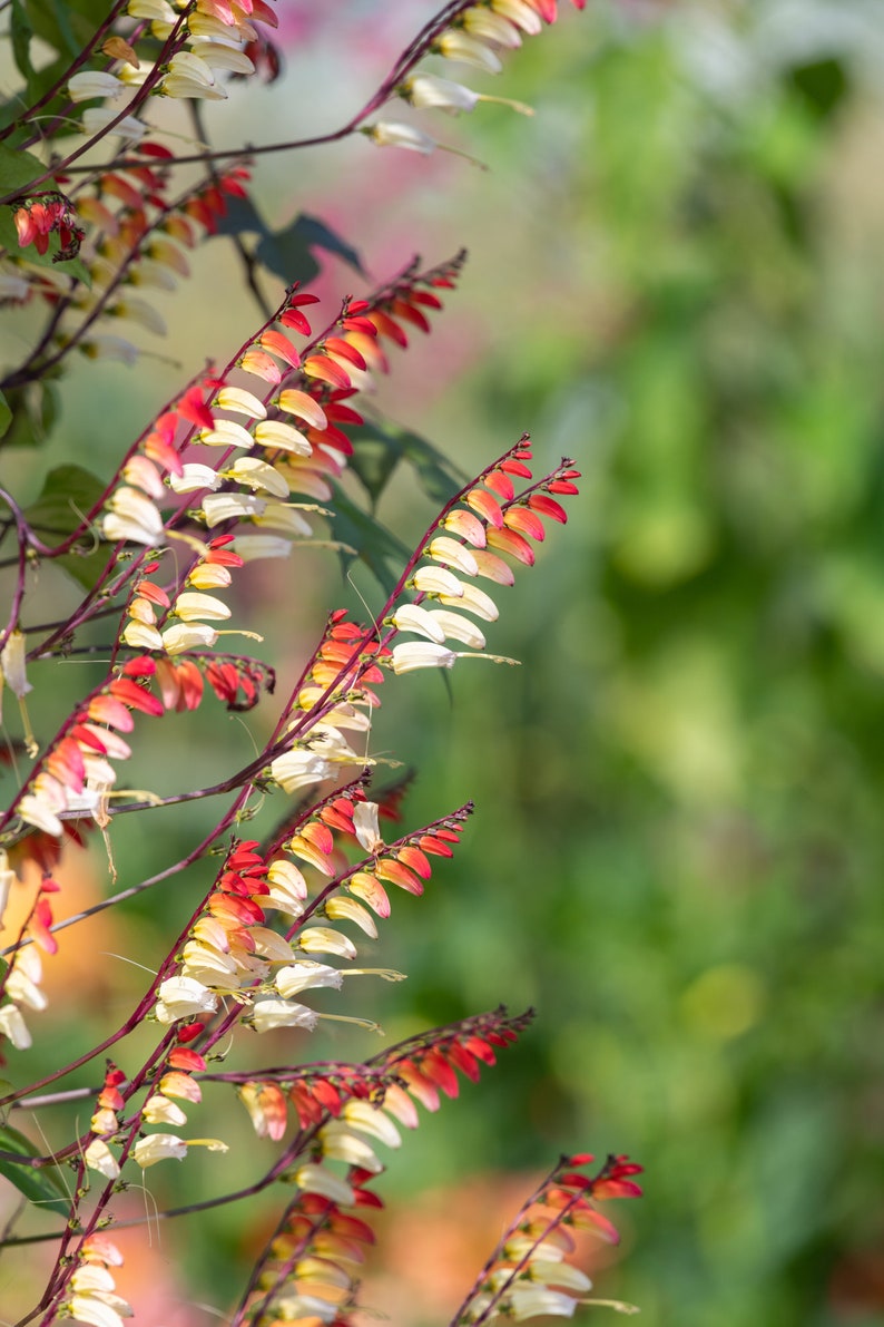 Spanish Flag Firecracker Vine {mina Lobata} Natures Wonder! | Mid ...