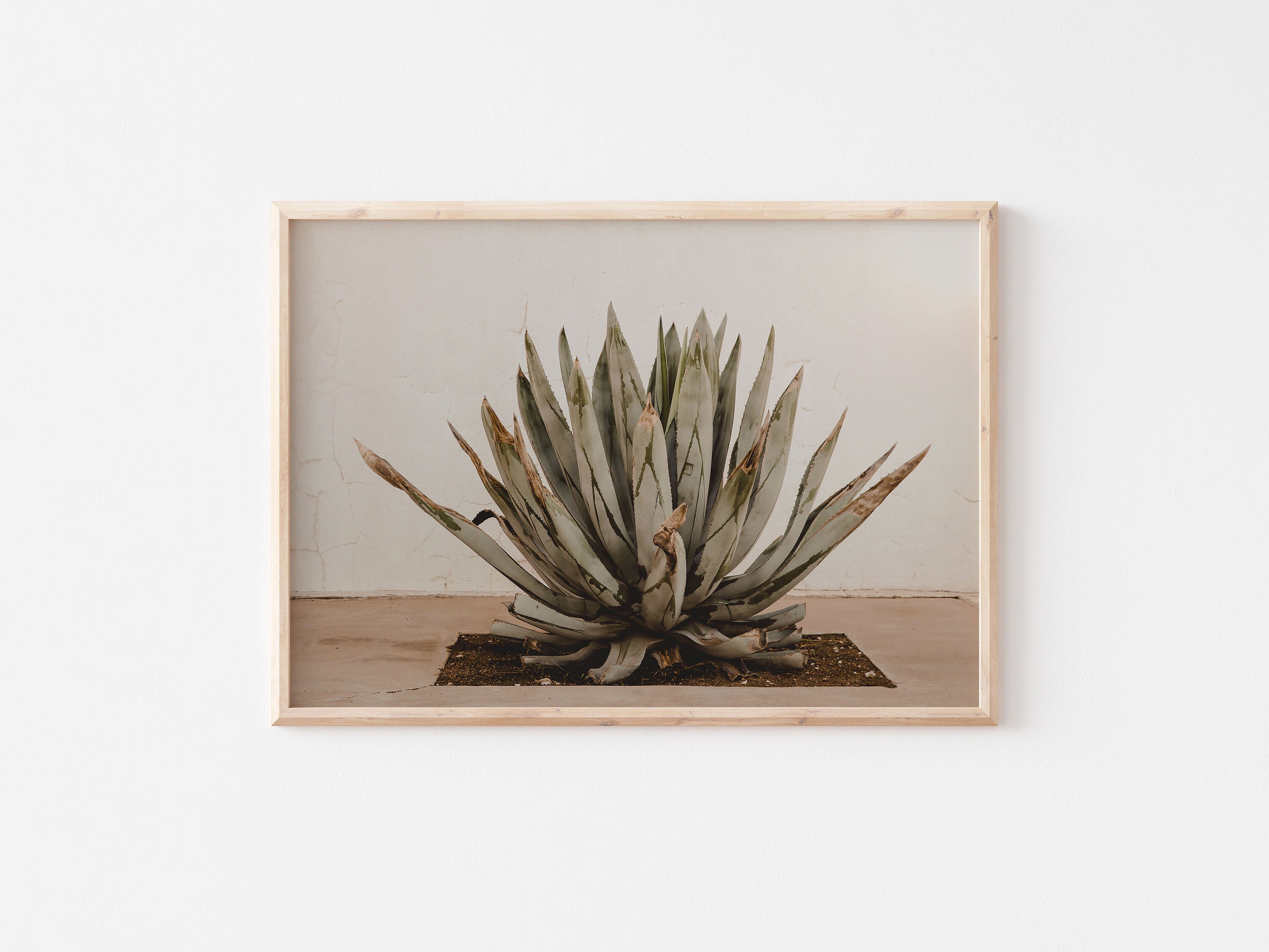 Agave - Etsy