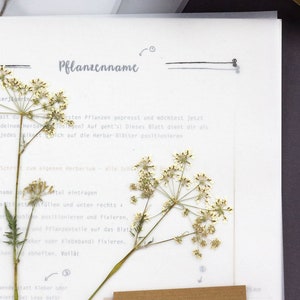 Herbarium anlegen Starter-Kit – Herbarium Etiketten und Pflanzenblatt ...