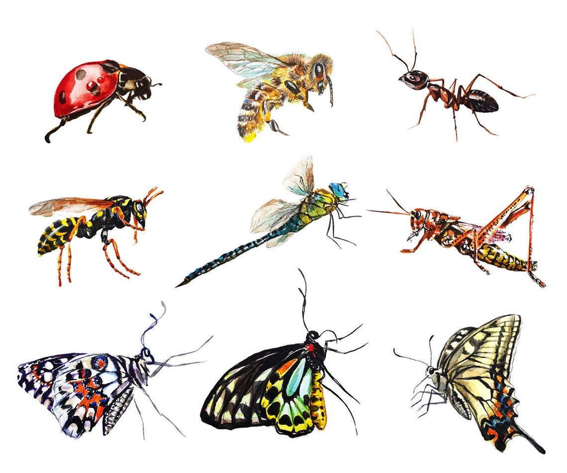 Watercolor Insects Clipart Summer Clipart Bugs Clipart | Etsy