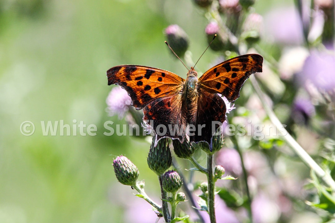 QUESTION MARK BUTTERFLY - Etsy