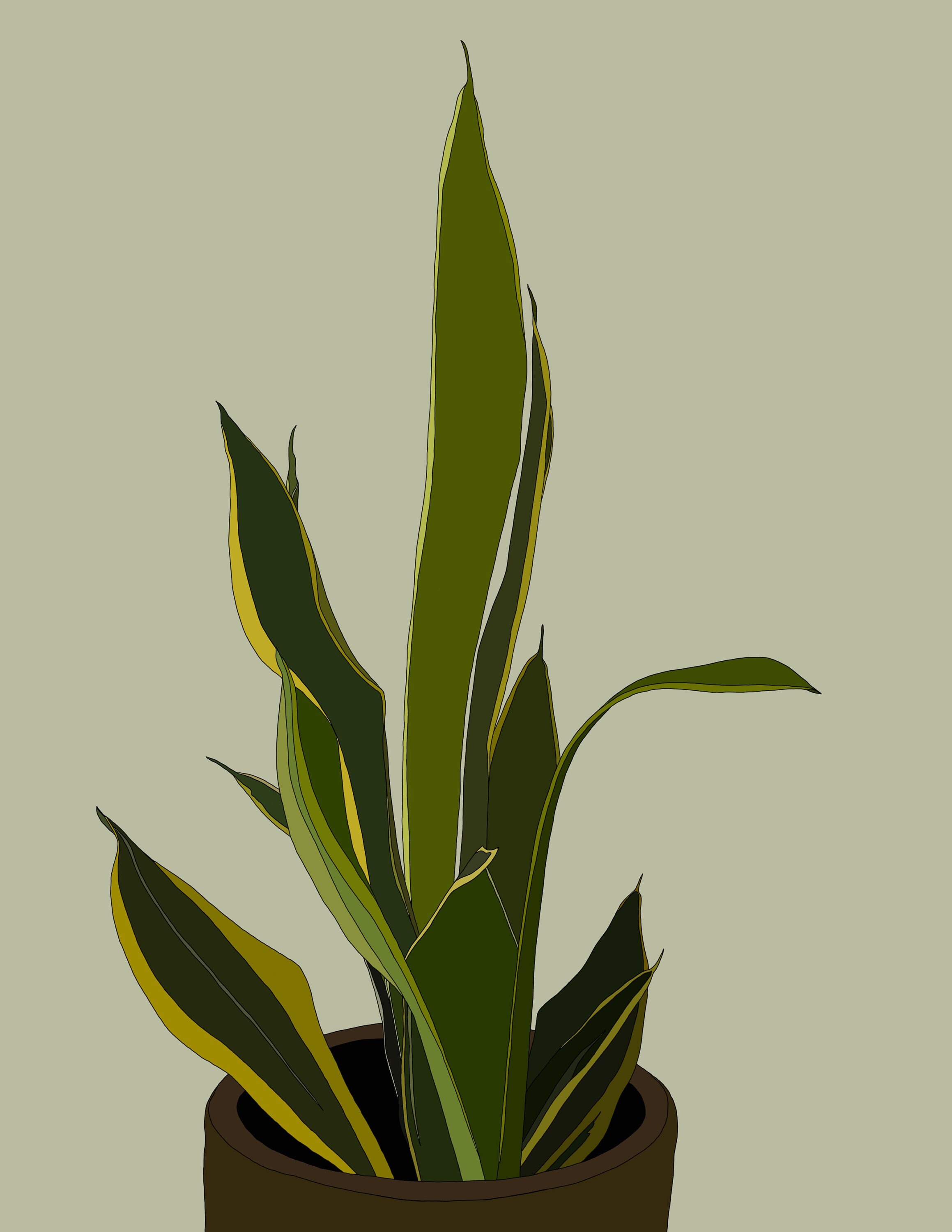 Snake Plant Digital Print - Etsy