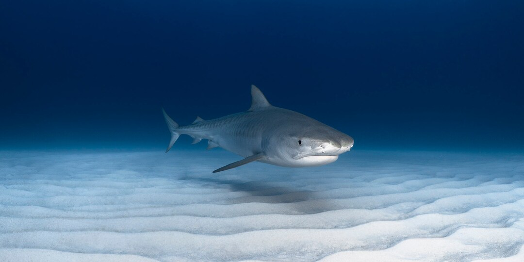 Tiger Shark Photo Print Titled hazy Shades of Blue. Underwater ...