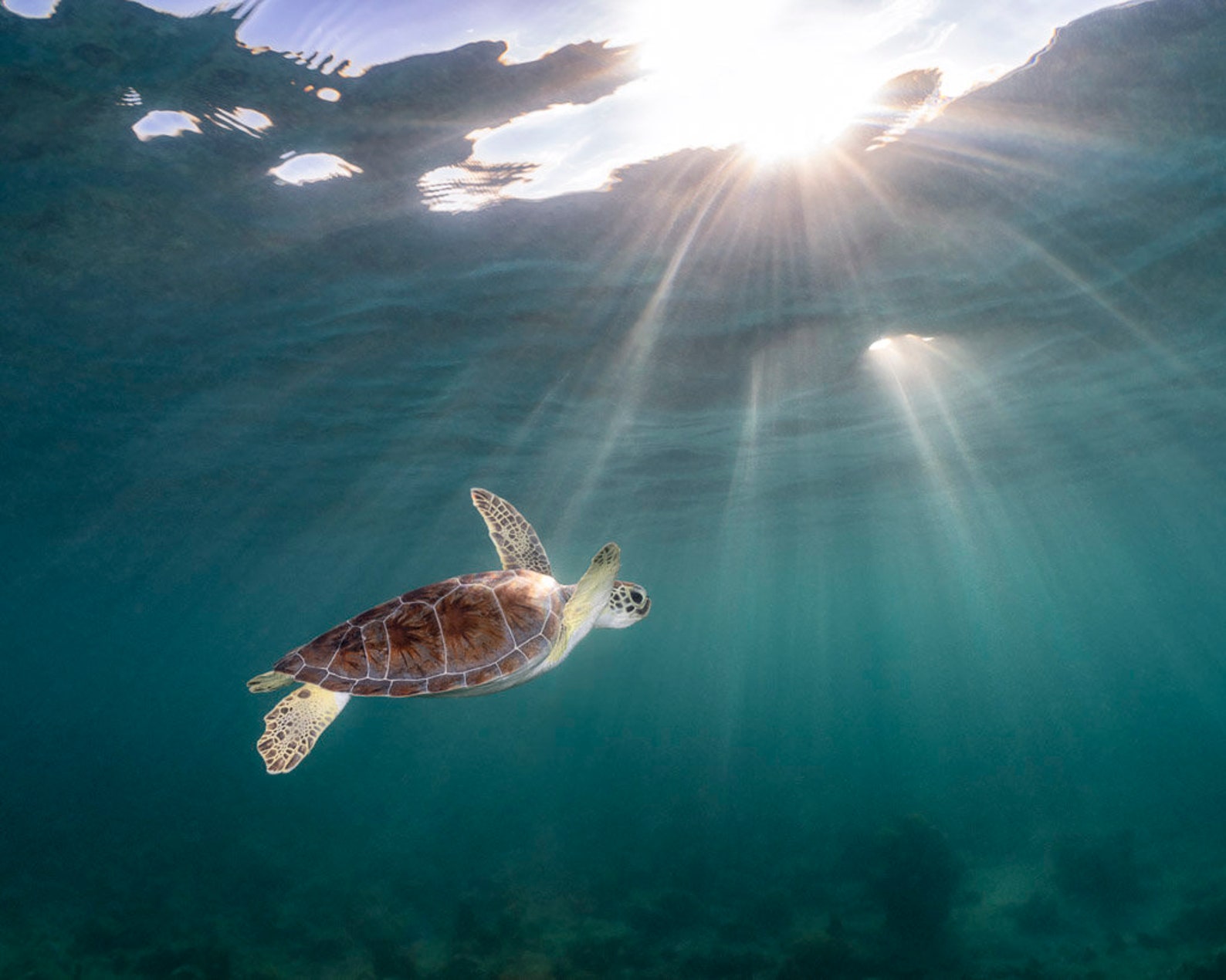 Photo Print of a Green Sea Turtle Swimming as the Sun Pierces the Water ...