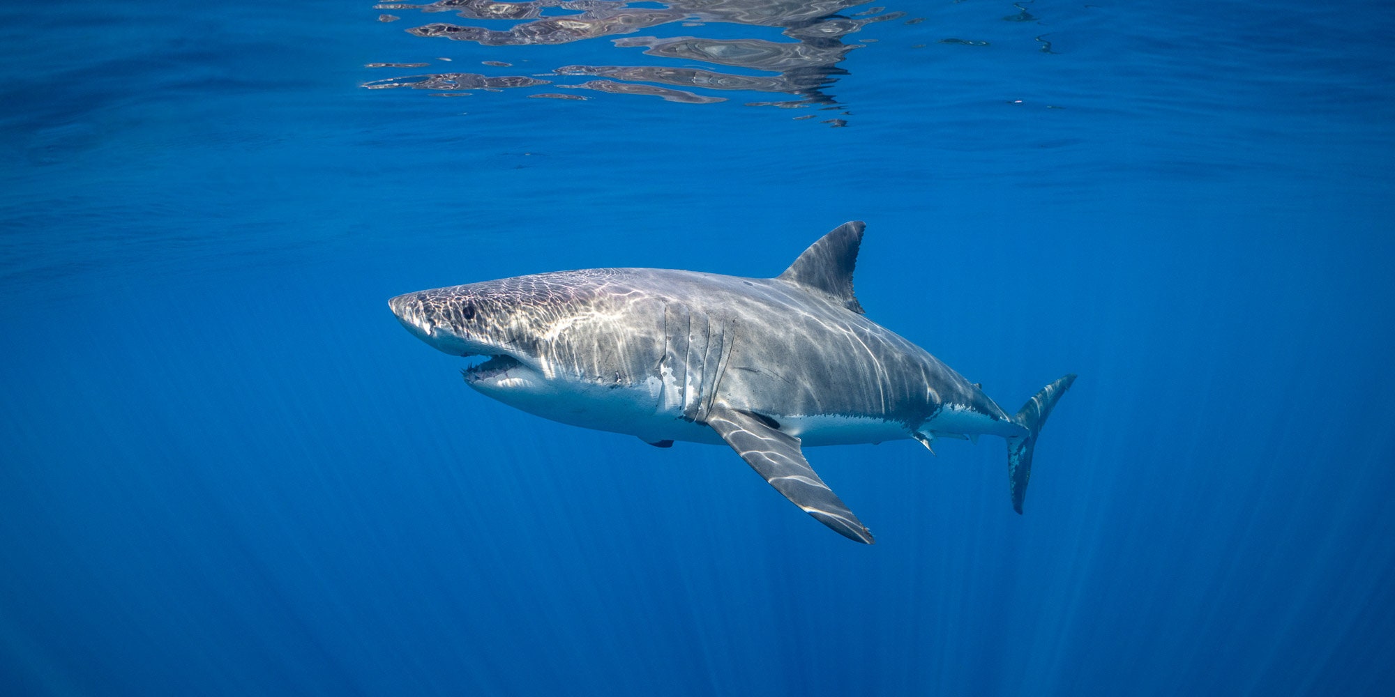Great White Shark Pictures To Print