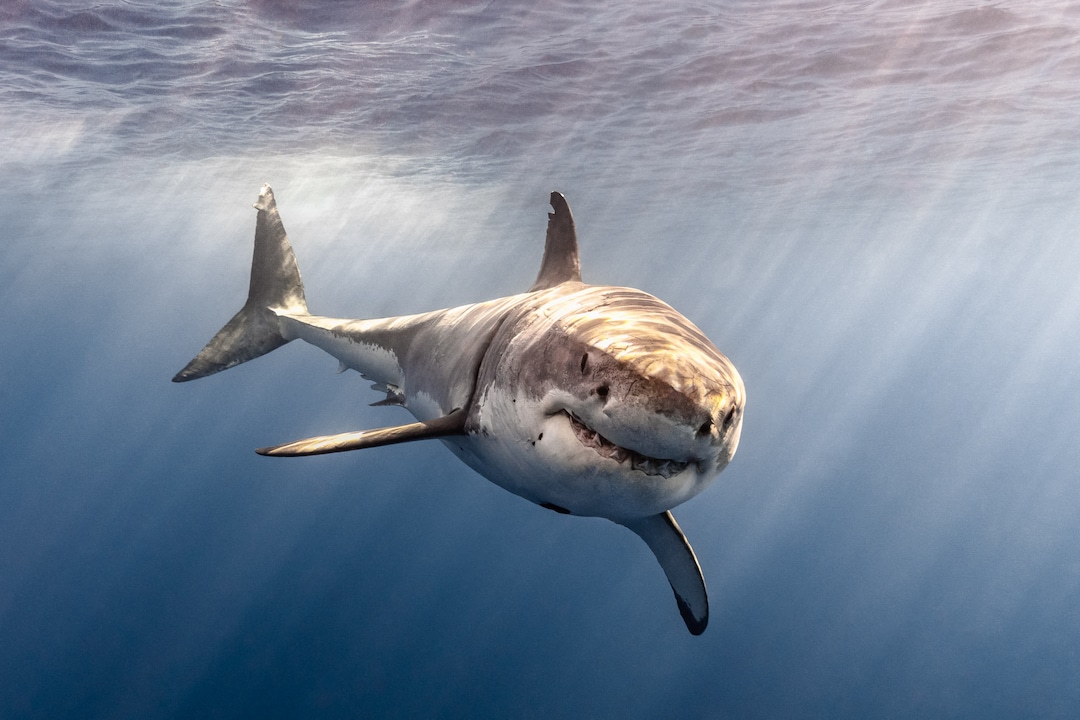 Color Photo Print of a Great White Shark Swimming in Shallow Ocean With ...