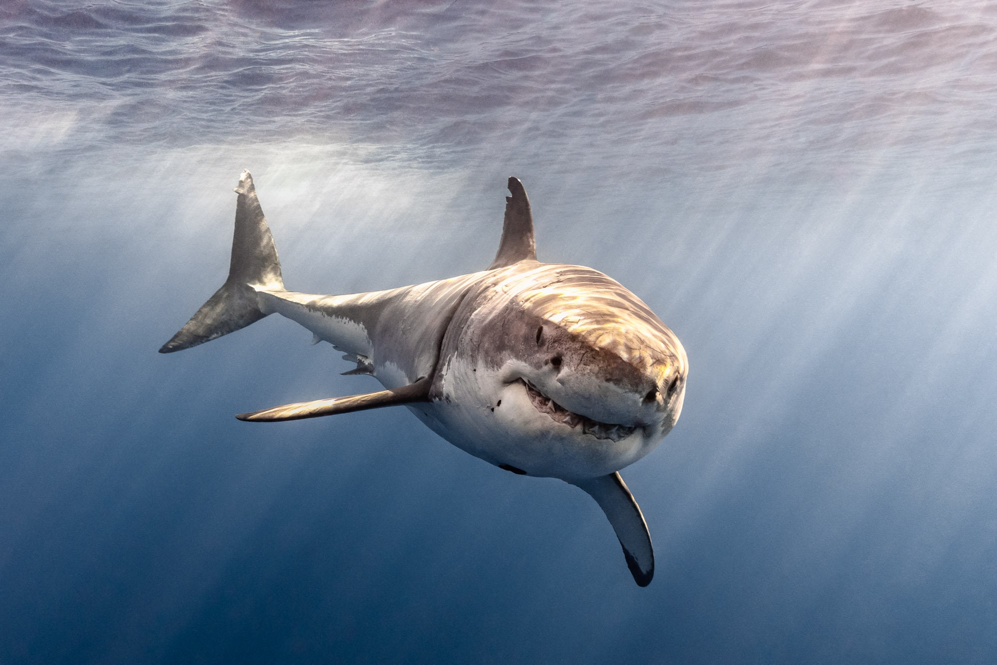 Underwater Shark Photography