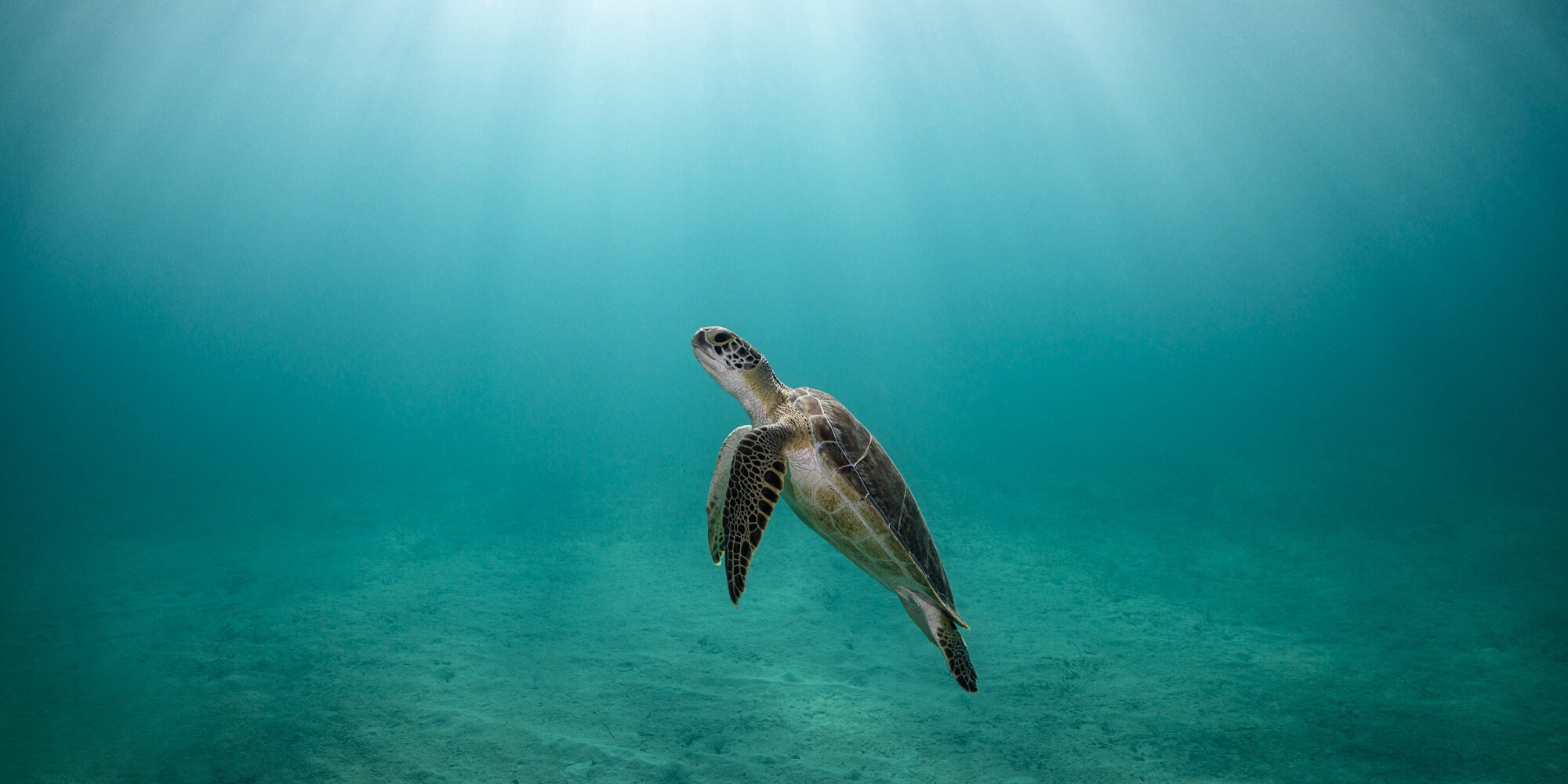 Color Art & Collectibles Photography Sea Turtle Photo Print Underwater ...