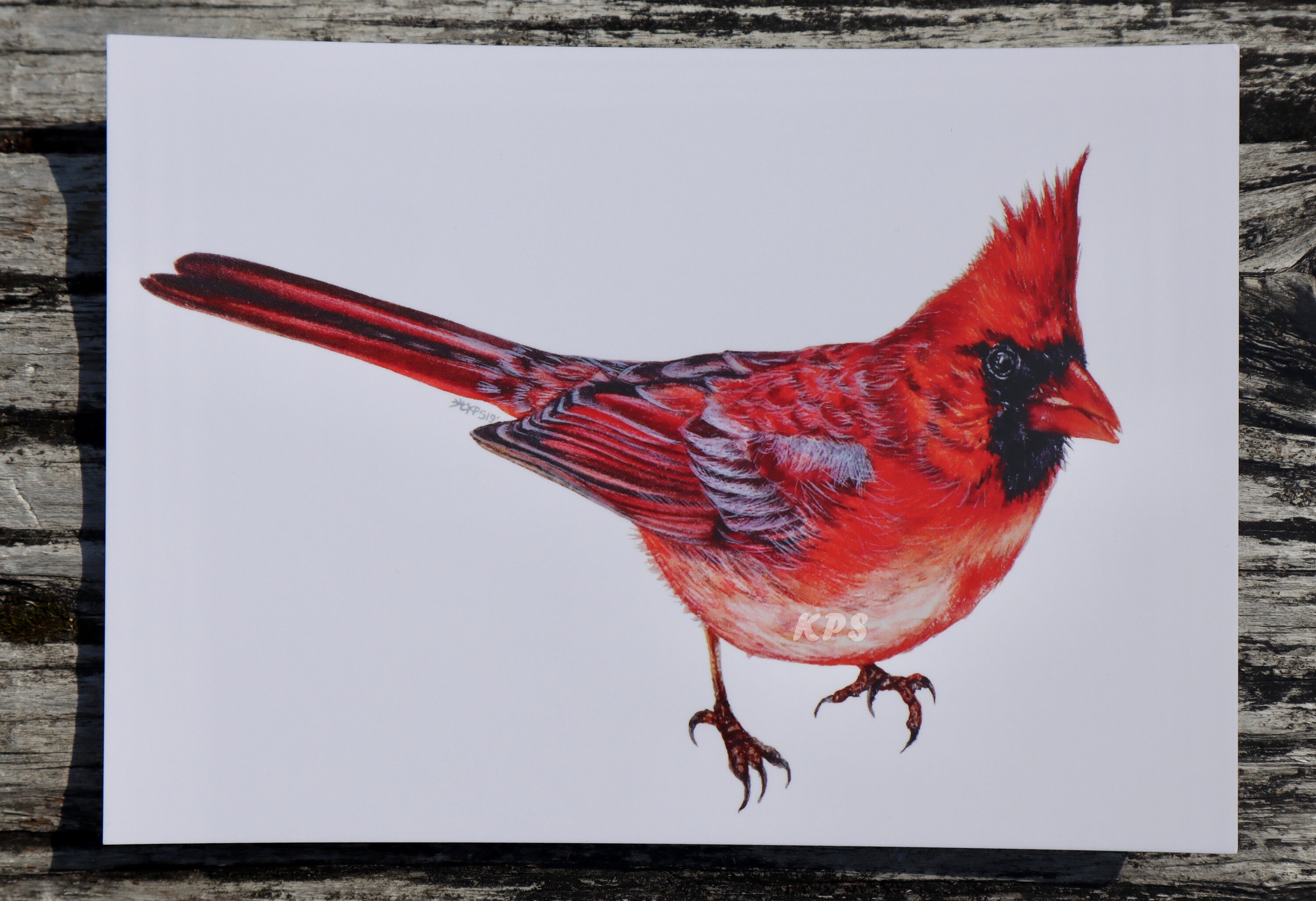 Red Cardinal - Northern Cardinal Bird Postcard - Red Cardinal- Northern ...