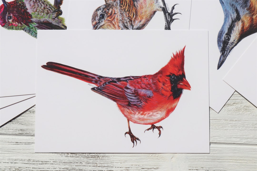 Red Cardinal - Northern Cardinal Bird Postcard - Red Cardinal- Northern ...