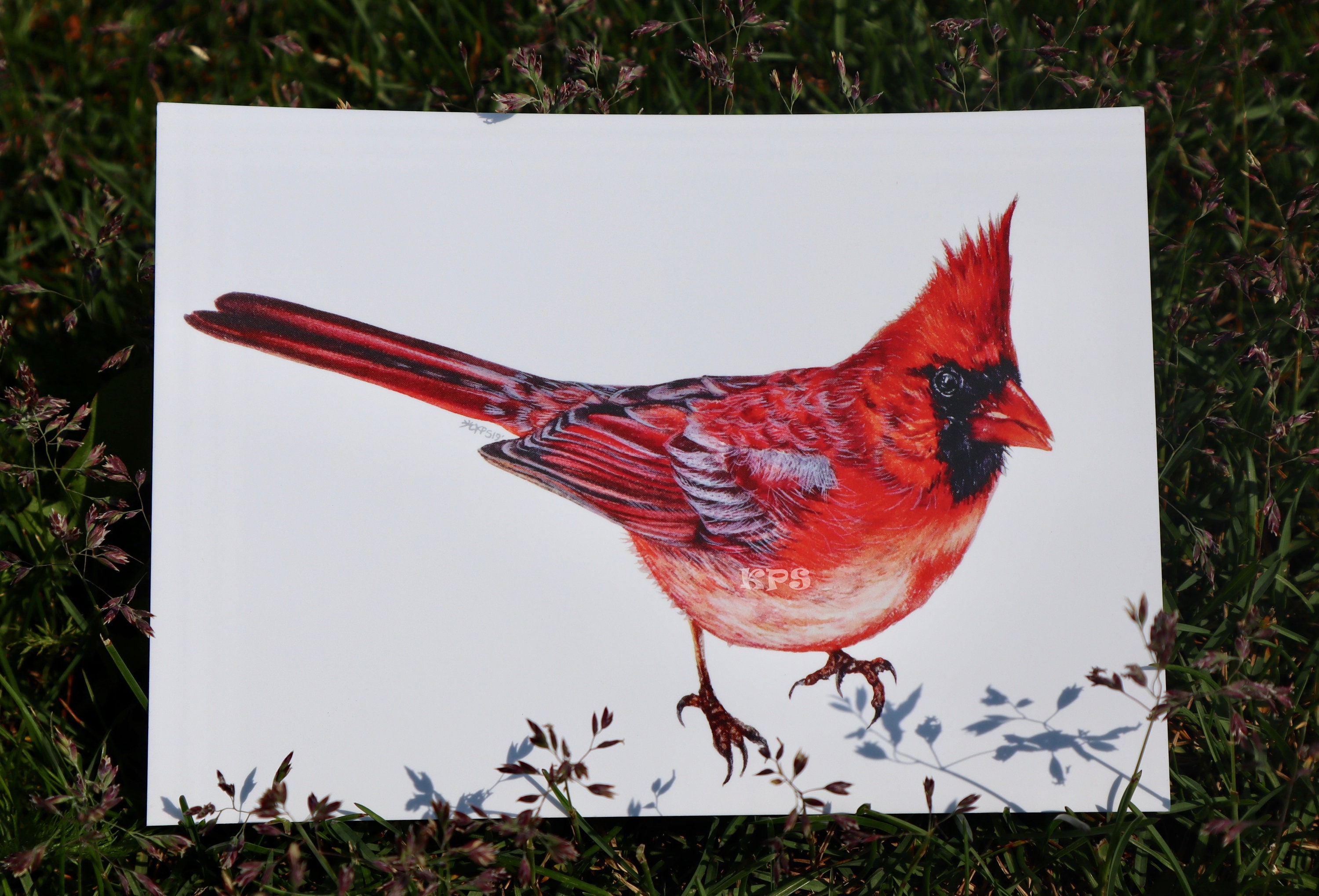 Red Cardinal Northern Cardinal Bird Postcard Red Cardinal Northern ...