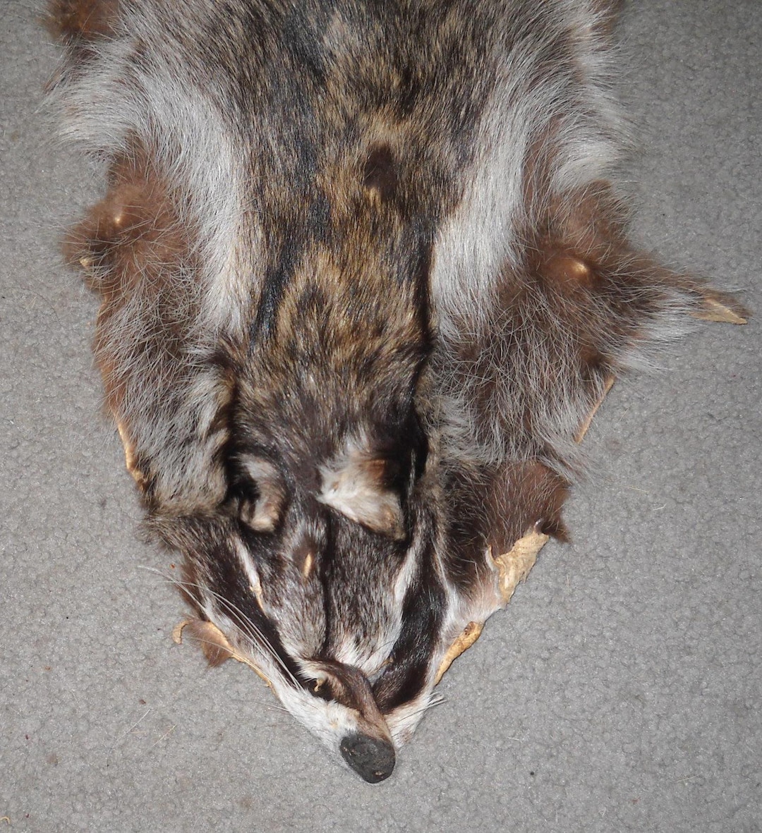 Tanned Very Soft Racoon Pelt, Colors Beautiful Ringtail, Black, Browns ...
