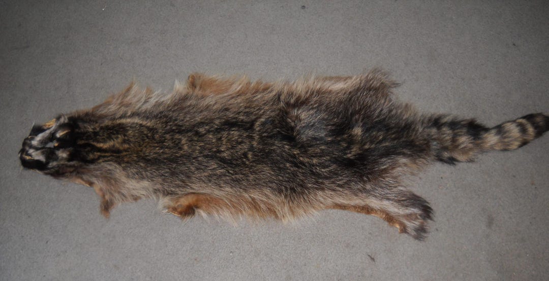 Tanned Very Soft Racoon Pelt, Colors Beautiful Ringtail, Black, Browns ...