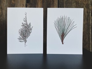 Juniper Sticker - Etsy