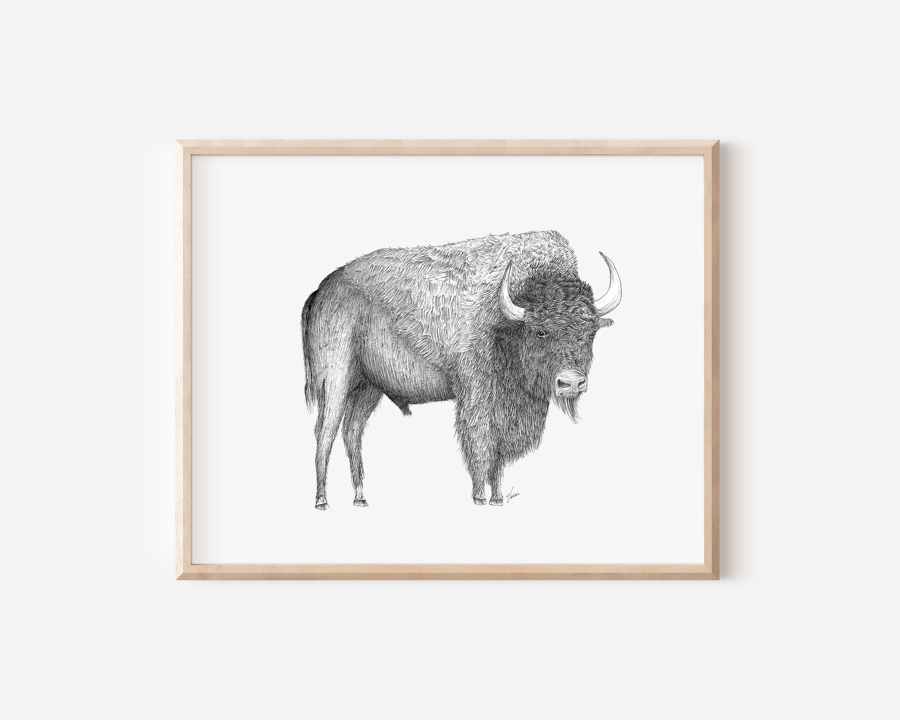 Bison Print, 8x10, Pen and Ink Drawing - Etsy