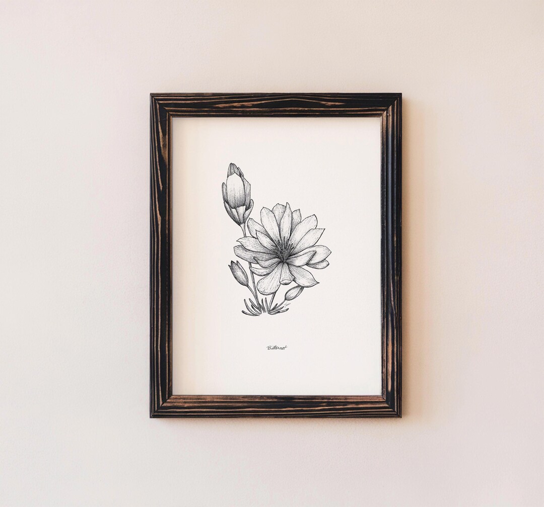 Bitterroot Flower Print: Montana State Flower Botanical Art - Etsy