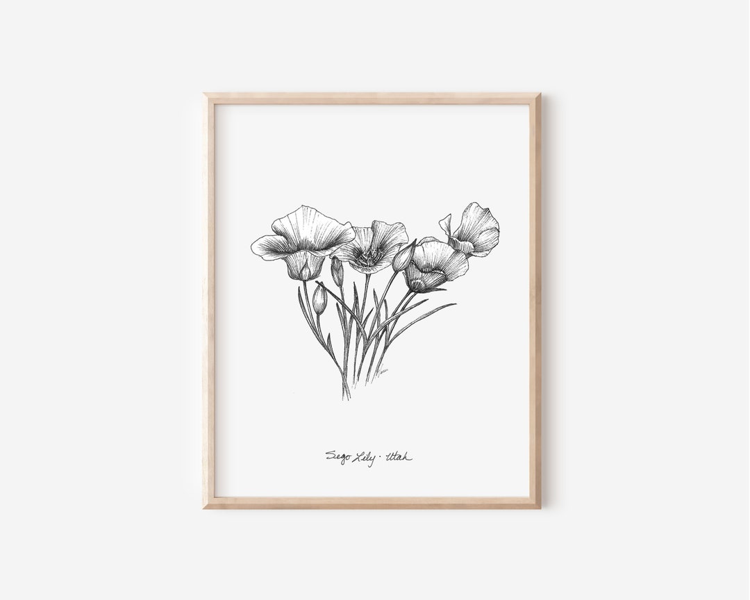 Utah Sego Lily Print, State Flower Collection, 5x7, 8x10, Pen and Ink ...