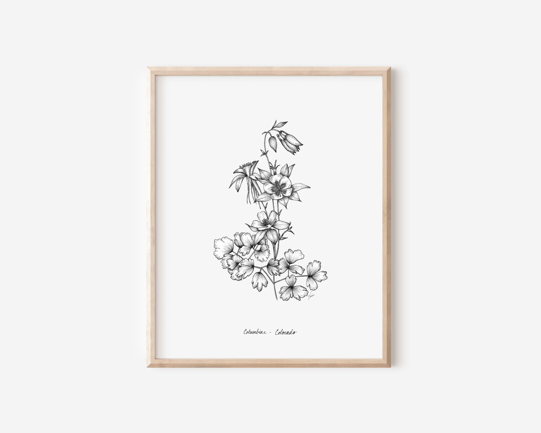 Colorado Columbine Print, State Flower Collection, 5x7, 8x10, Pen and ...