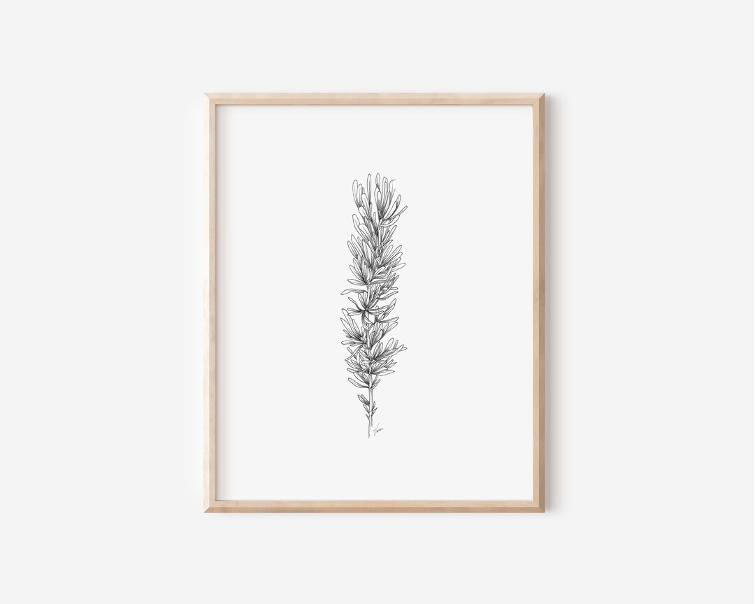 Nevada Sagebrush Print, State Flower Collection, 5x7, 8x10, Pen and Ink ...